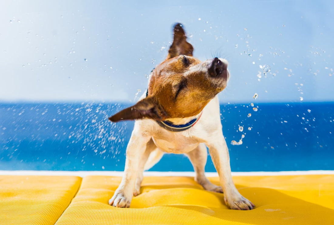 Can My Dog Get Swimmer's Ear? 7 Signs & How to Help.