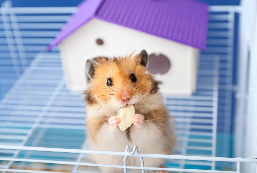 Top 3 Hacks to Stop Your Hamster's Cage from Smelling