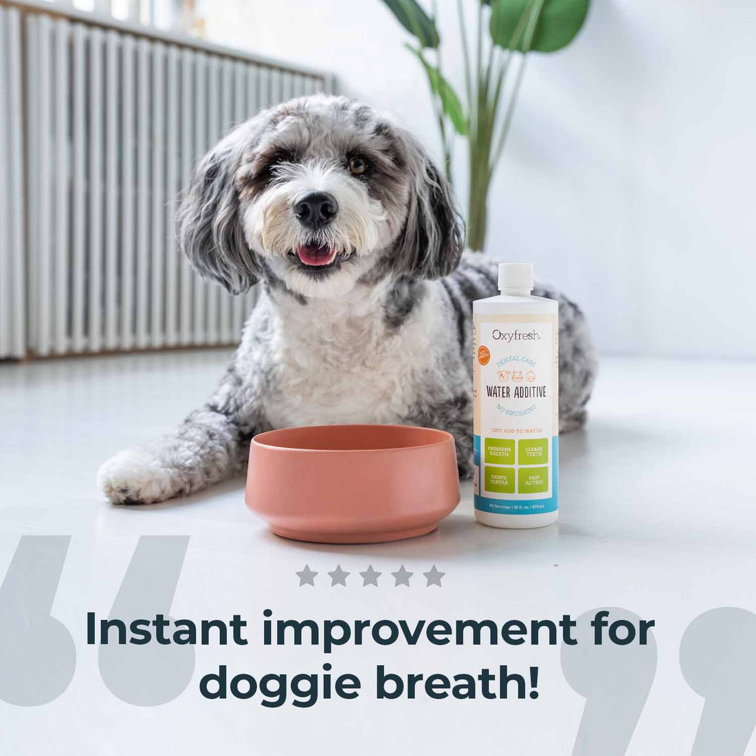 Chlorhexidine for Dogs: What Every Pet Parent Should Know