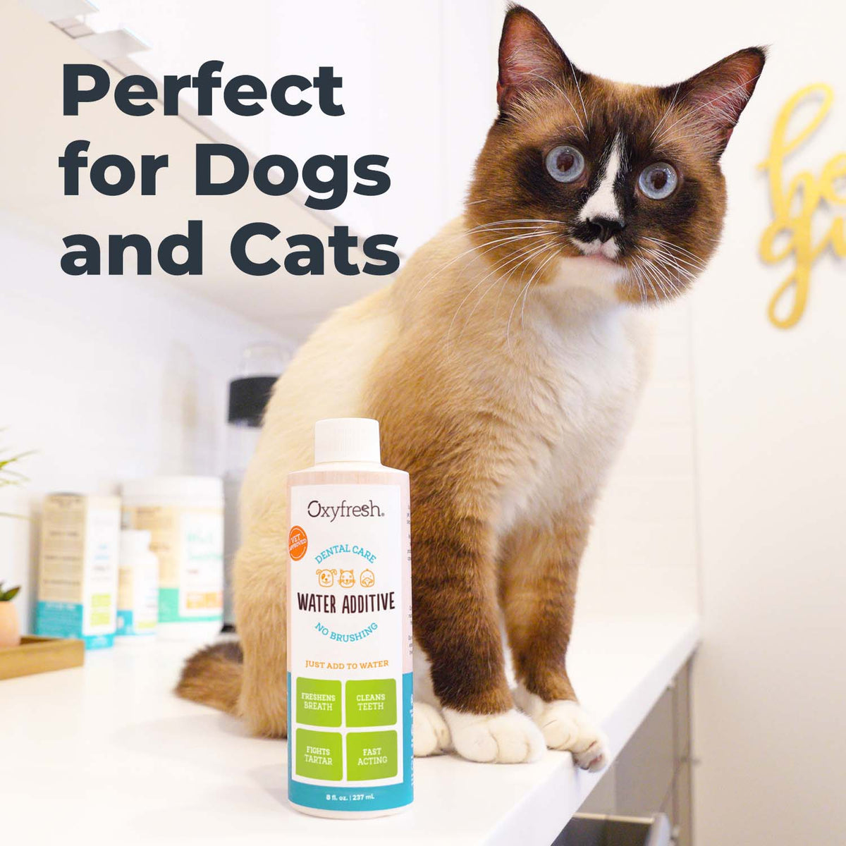 Chlorhexidine for Dogs: What Every Pet Parent Should Know